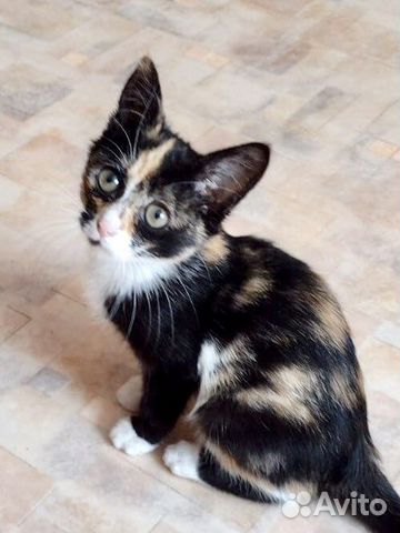 Котенок девочка в добрые руки
