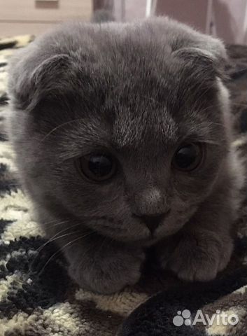 Котенок девочка Британка)