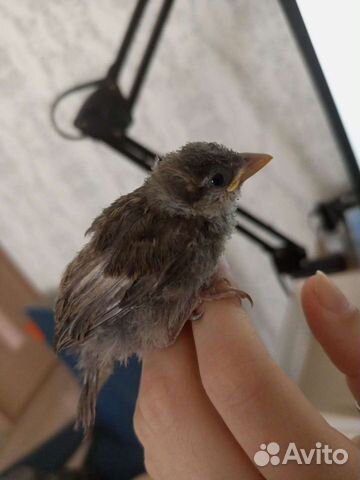 Отдам птенца воробья