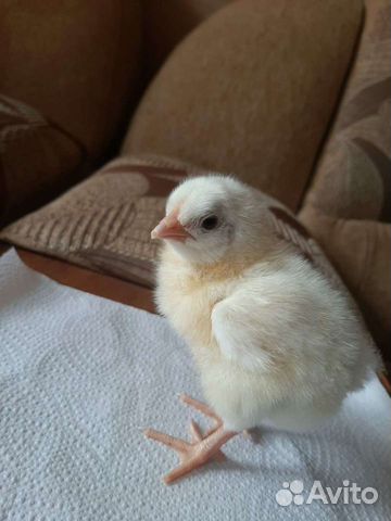Цыплята бройлеры суточные