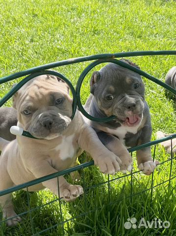 Американский булли дети