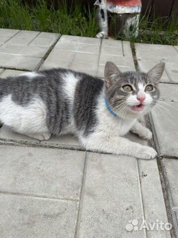 Котёнок