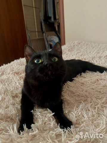 Черный котенок