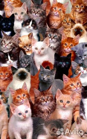 Бесплатно кошки, коты, котята, помогу найти