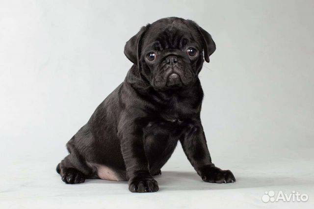 Мопс "Junior Champions"