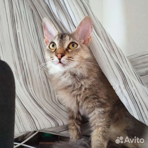 Кошечка 6 мес, стерильная, общительная