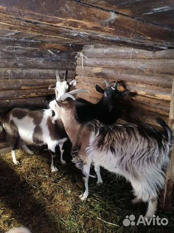 Альпийские козы