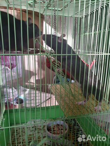 Крыски с клеткой