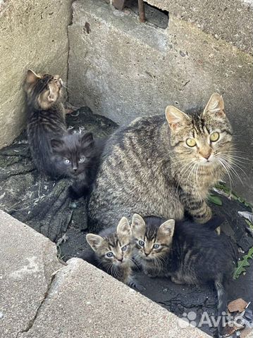 Котята в добрые руки