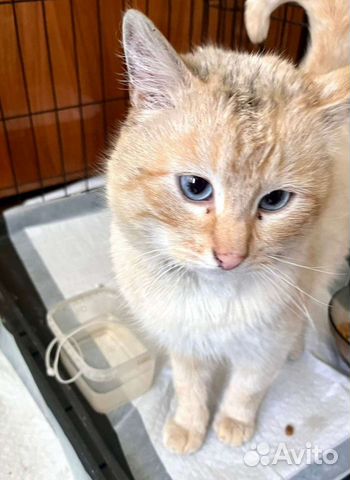 Котики бесплатно в добрые руки