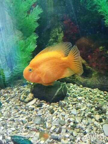 Отдам оквариумных рыбок