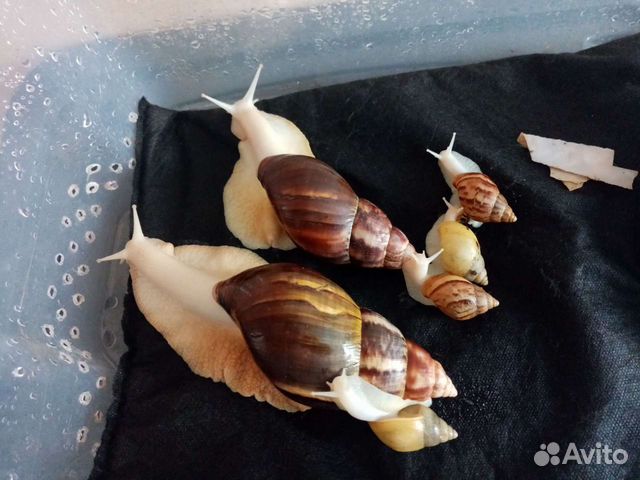 Улитки Ахатины - Альбино