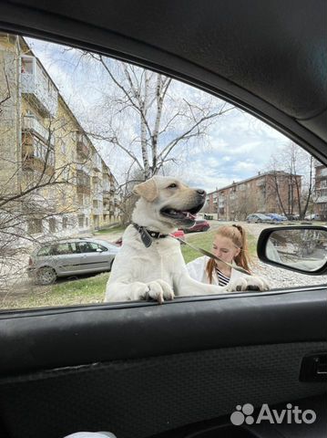 Лабрадор на вязку