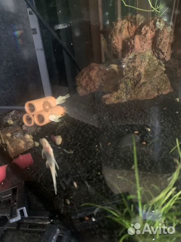 Аквариум 125 л с сомами