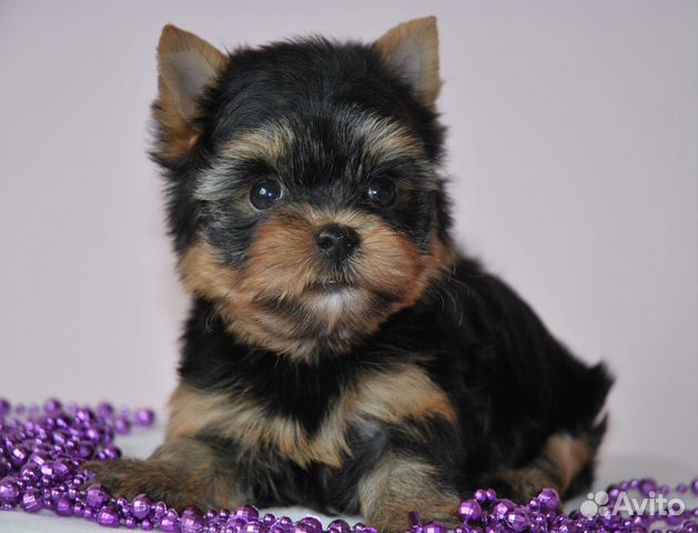 Йоркширский терьер мини щенки девочка- Баффи