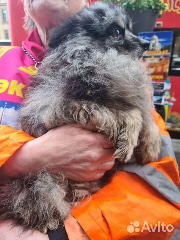 Найдена собачка