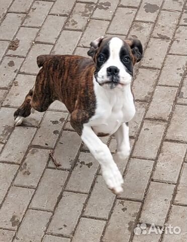 Щенок боксера