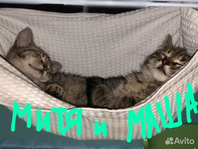 Митя и Маша ищут дом