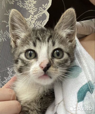 Котенок Ларс