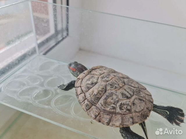 Красноухая черепаха