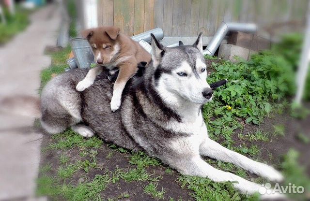Щенки от мамы хаски в добрые руки