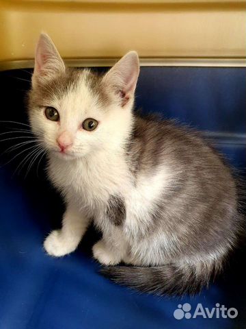 Котенок Джесика 1,5 мес спасеныш