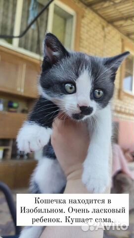 Кошка
