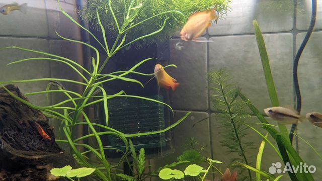 Гурами медовый жёлтый пара