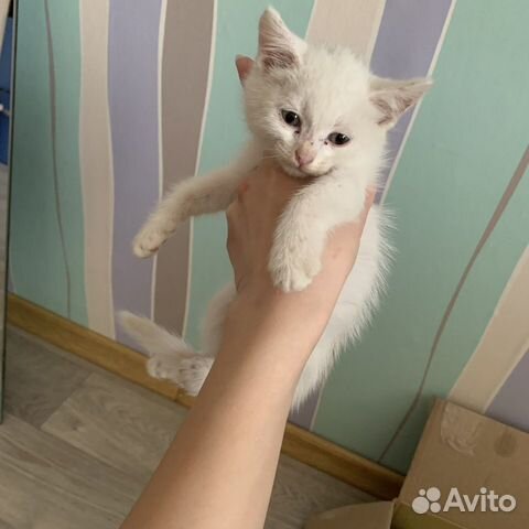 Белый котенок с голубыми глазами девочка