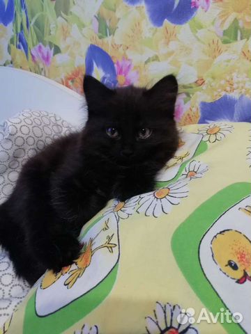 Кошка в дар