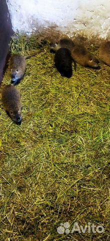 Нутрии на племя