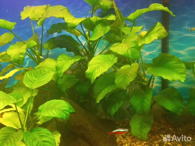 Анабиус большой