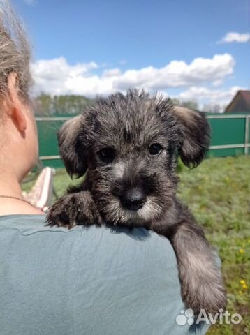 Щенки миттельшнауцера