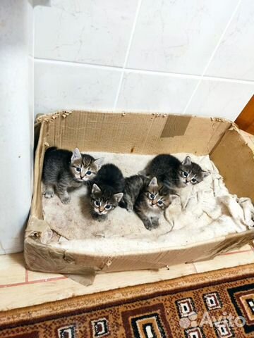 Четыре малюськи