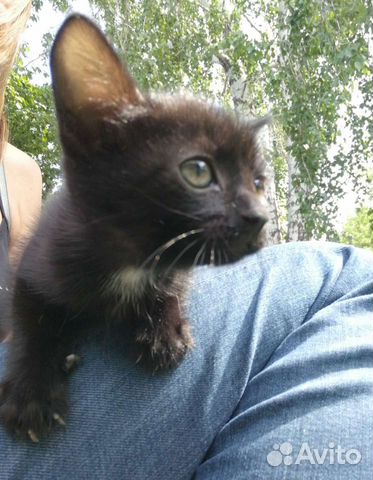 Ириска 1,5 месяца