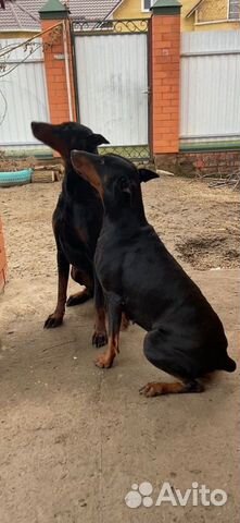 Щенки добермана