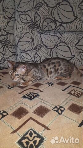 Бенгальская кошка
