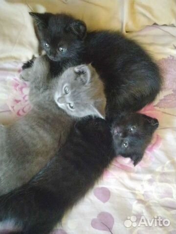 Кошки в добрые руки