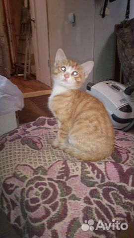 Котенок бесплатно
