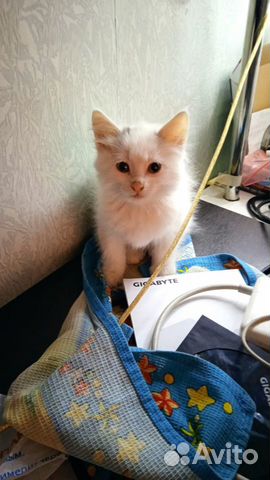 Отдадим котенка бесплатно