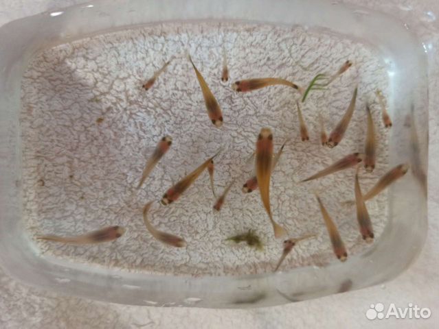Аквариумные рыбки гуппи