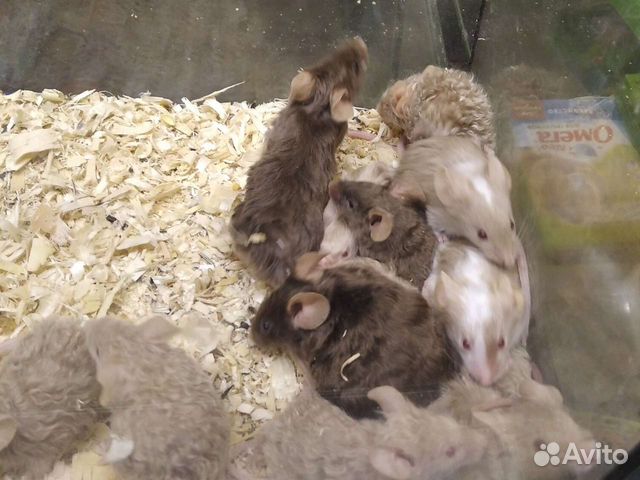 Мышь декоративная