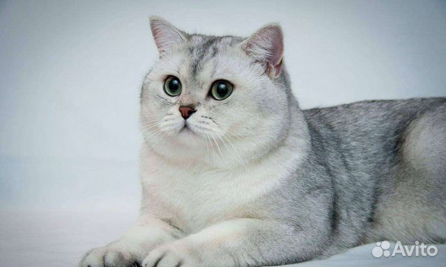Любвиобильный котик