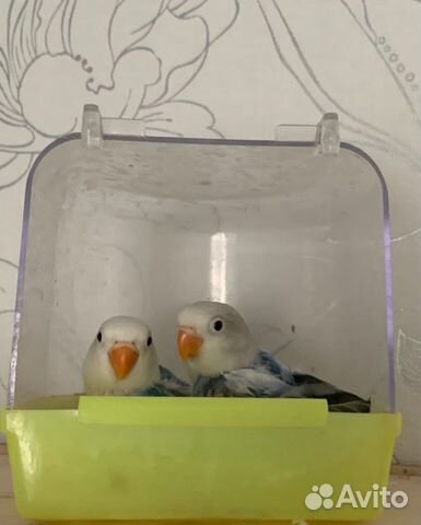 Попугай неразлучники