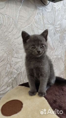 Шотландский котик