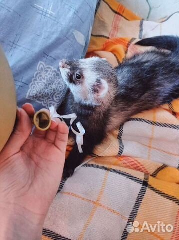 Хорек с клеткой