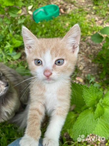 Которебенок в добрые руки