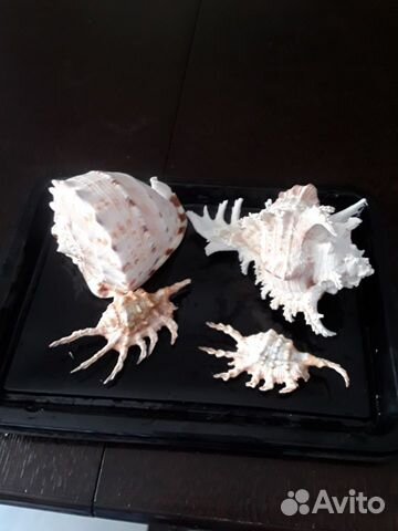 Ракушки ассорти