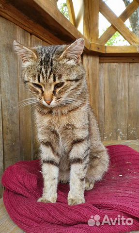Котик Пряник ищет дом