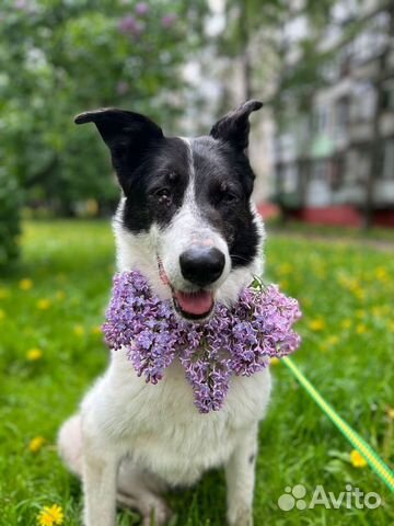 Милая Луша в поисках семьи